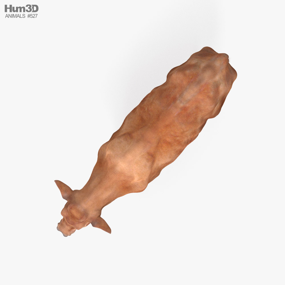 Animated Brown Cow 3D model - Download Mammals on 3DModels.org