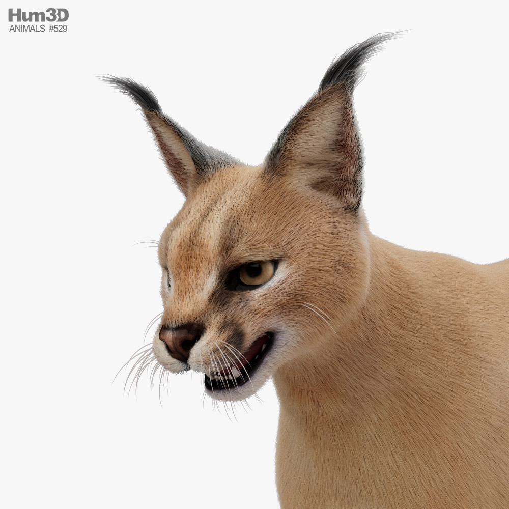 Caracal 3D model - Download Mammals on 3DModels.org