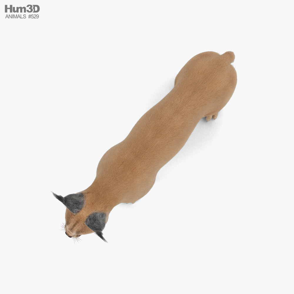 Caracal 3D model - Download Mammals on 3DModels.org