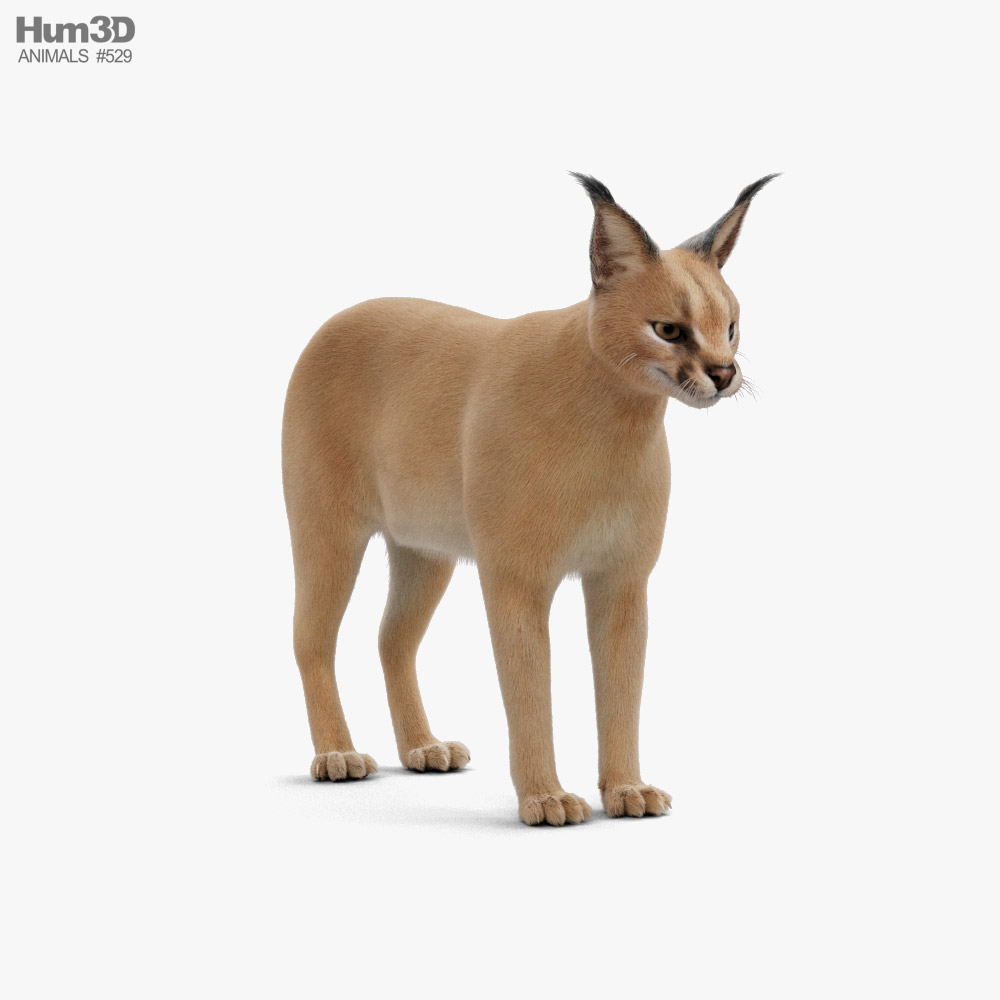 Caracal 3D model - Download Mammals on 3DModels.org