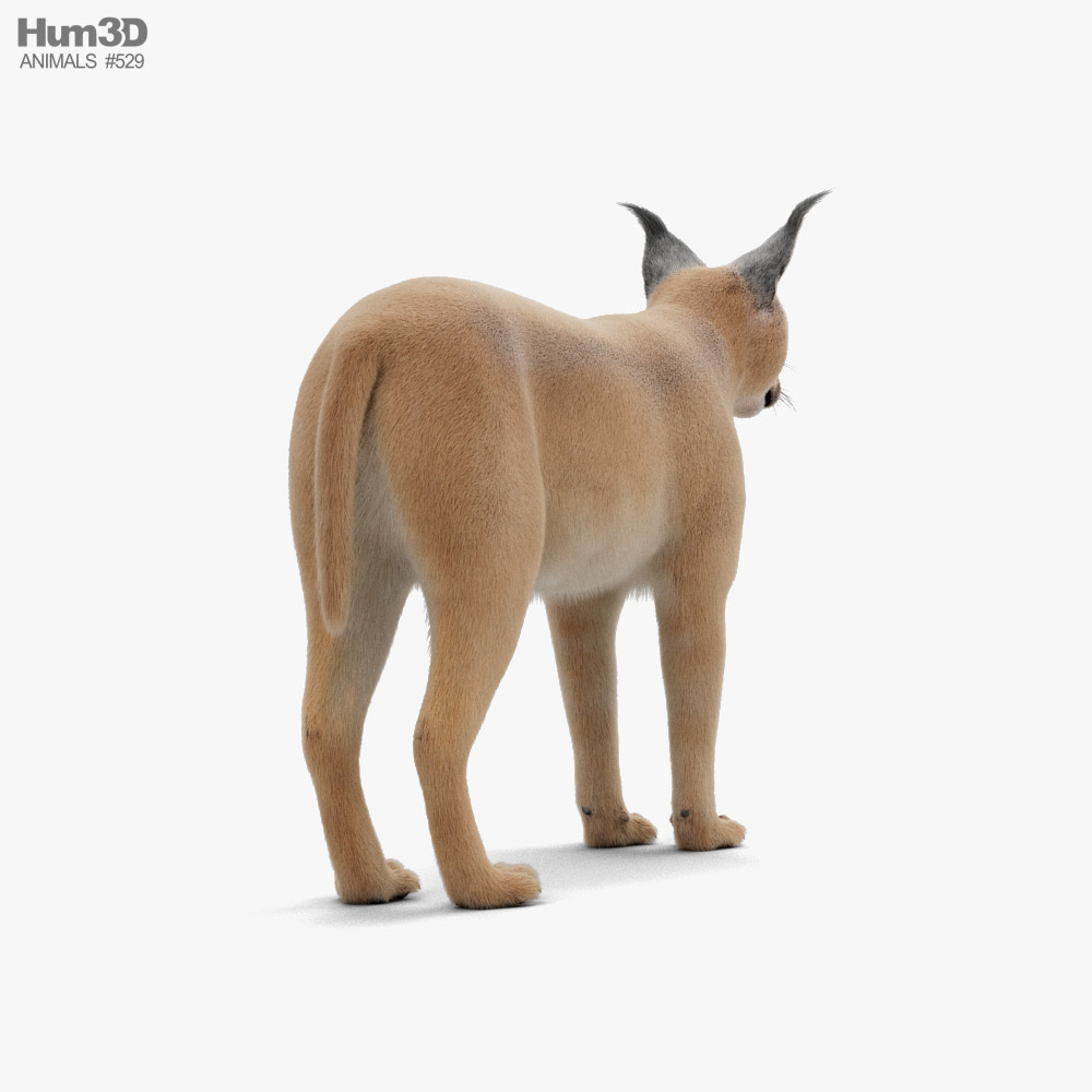 Caracal 3D model - Download Mammals on 3DModels.org
