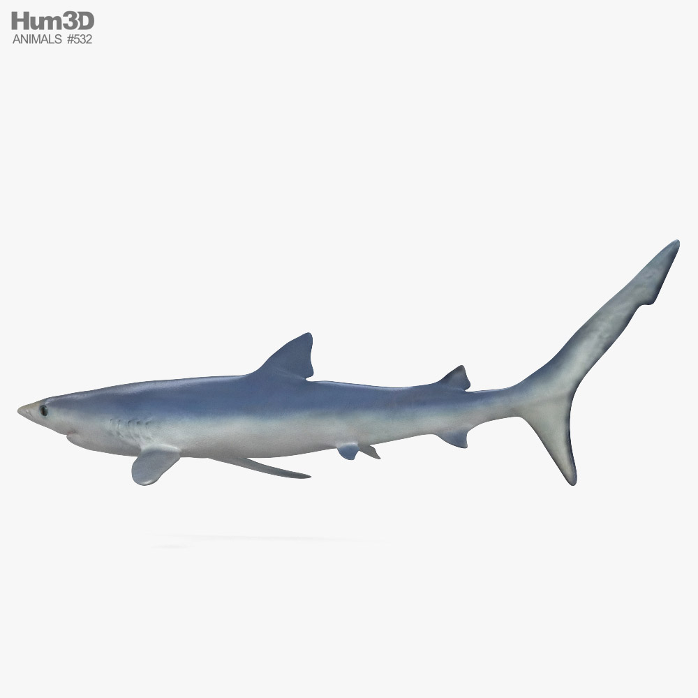 Blue Shark 3D model - Download Fish on 3DModels.org