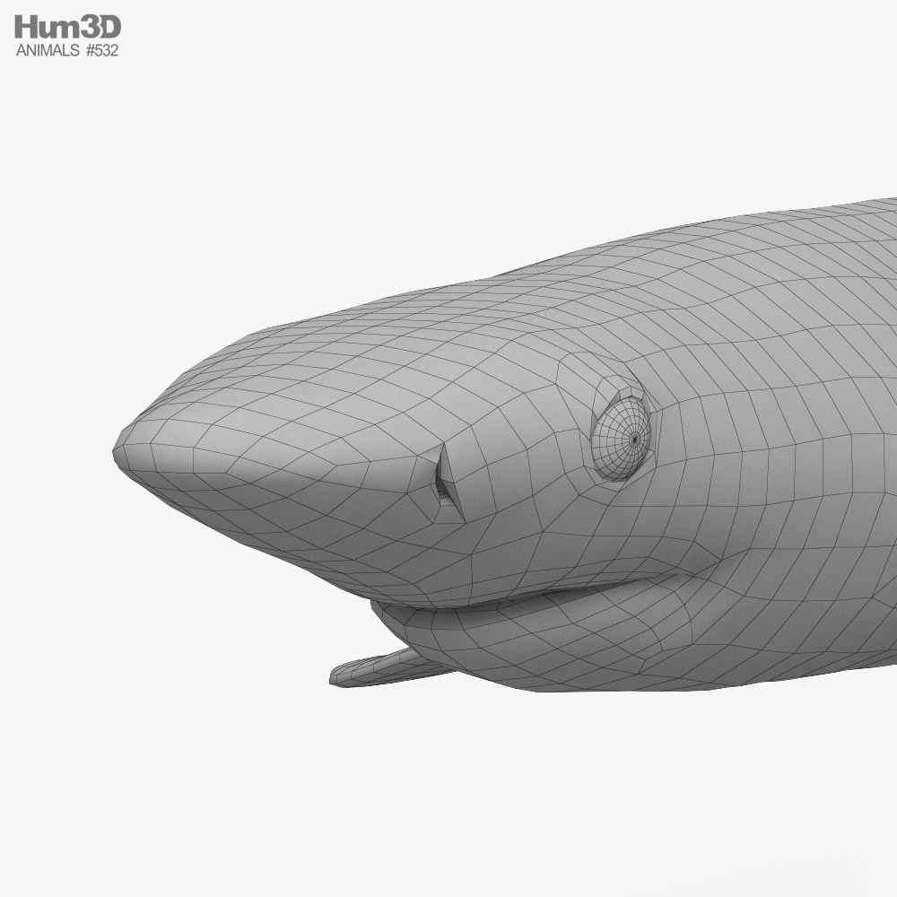 Blue Shark 3D model - Download Fish on 3DModels.org