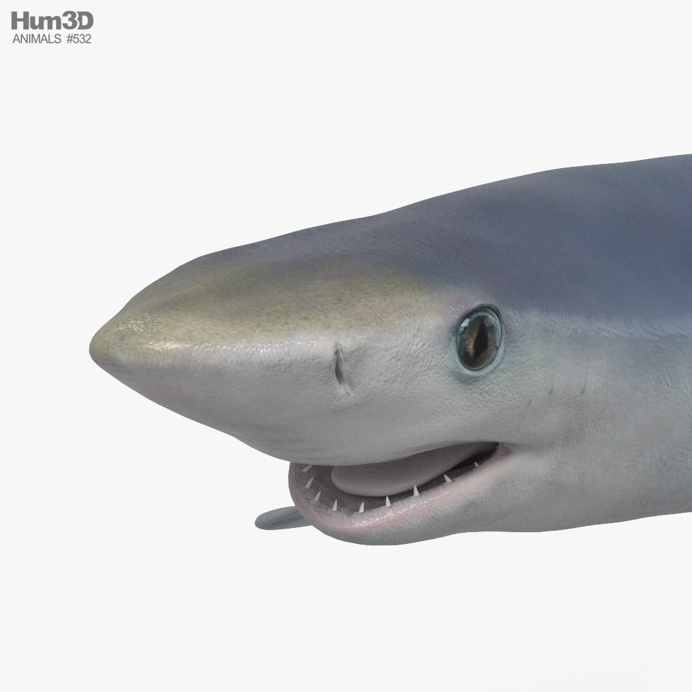 Blue Shark 3D model - Download Fish on 3DModels.org