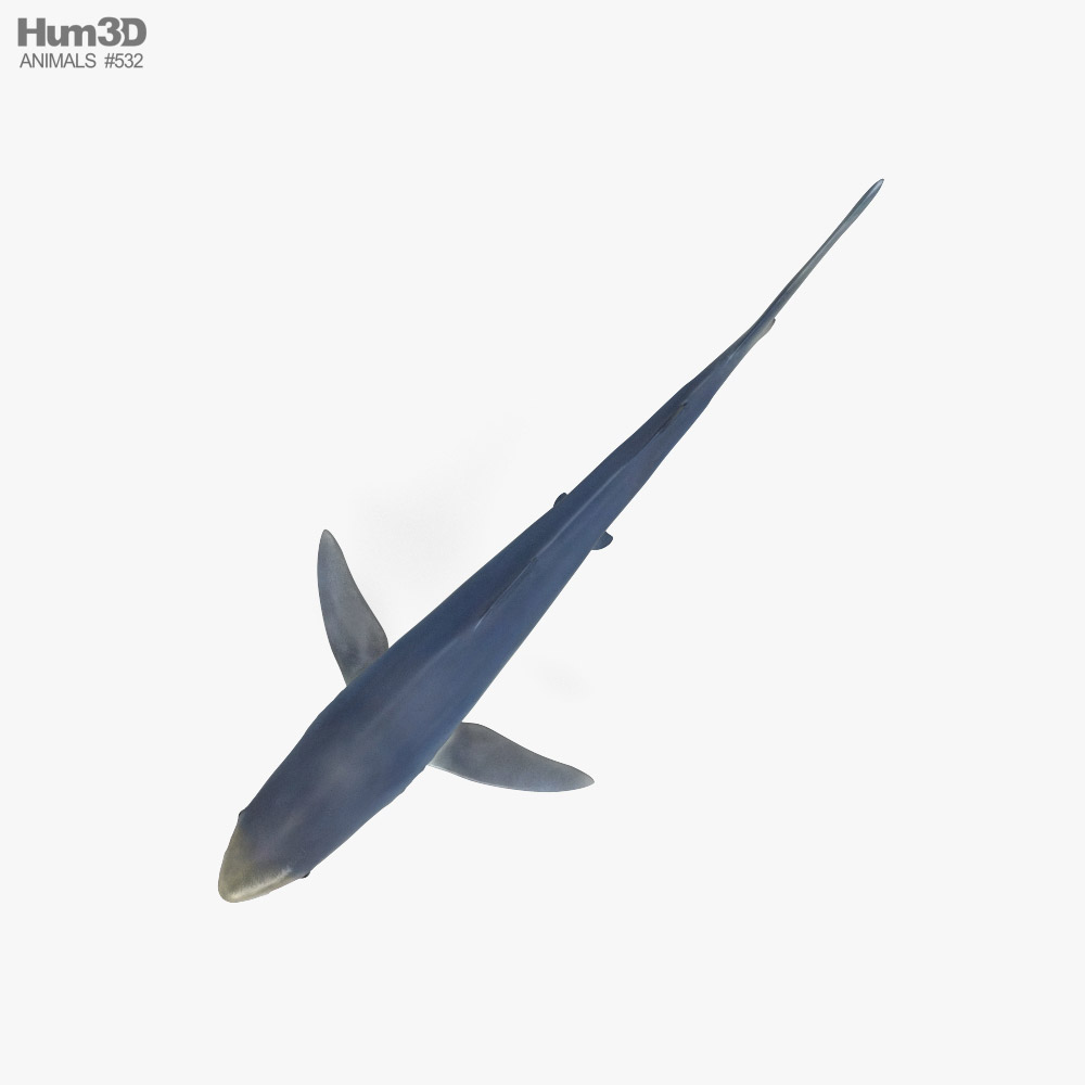 Blue Shark 3D model - Download Fish on 3DModels.org
