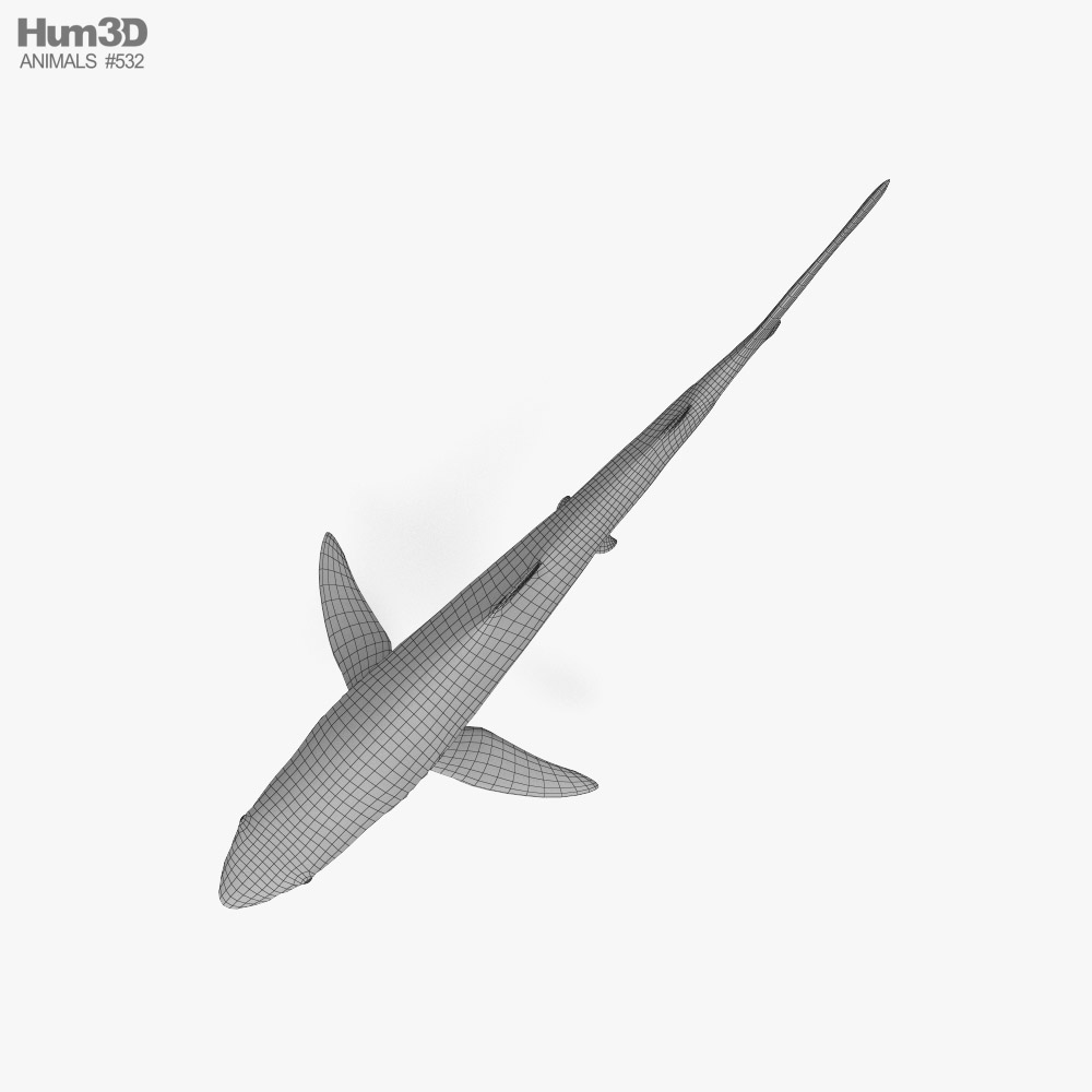 Blue Shark 3D model - Download Fish on 3DModels.org