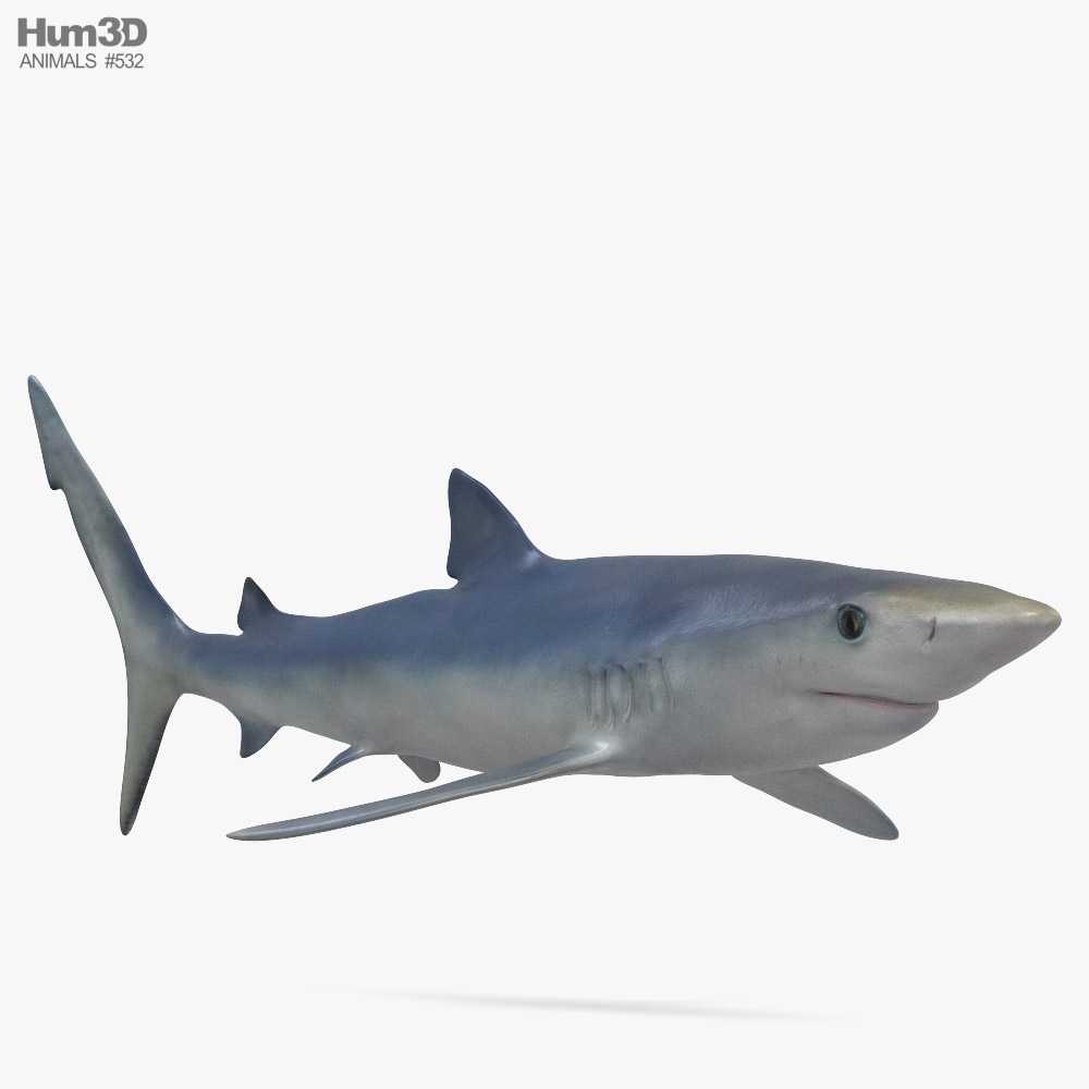 Blue Shark 3D model - Download Fish on 3DModels.org