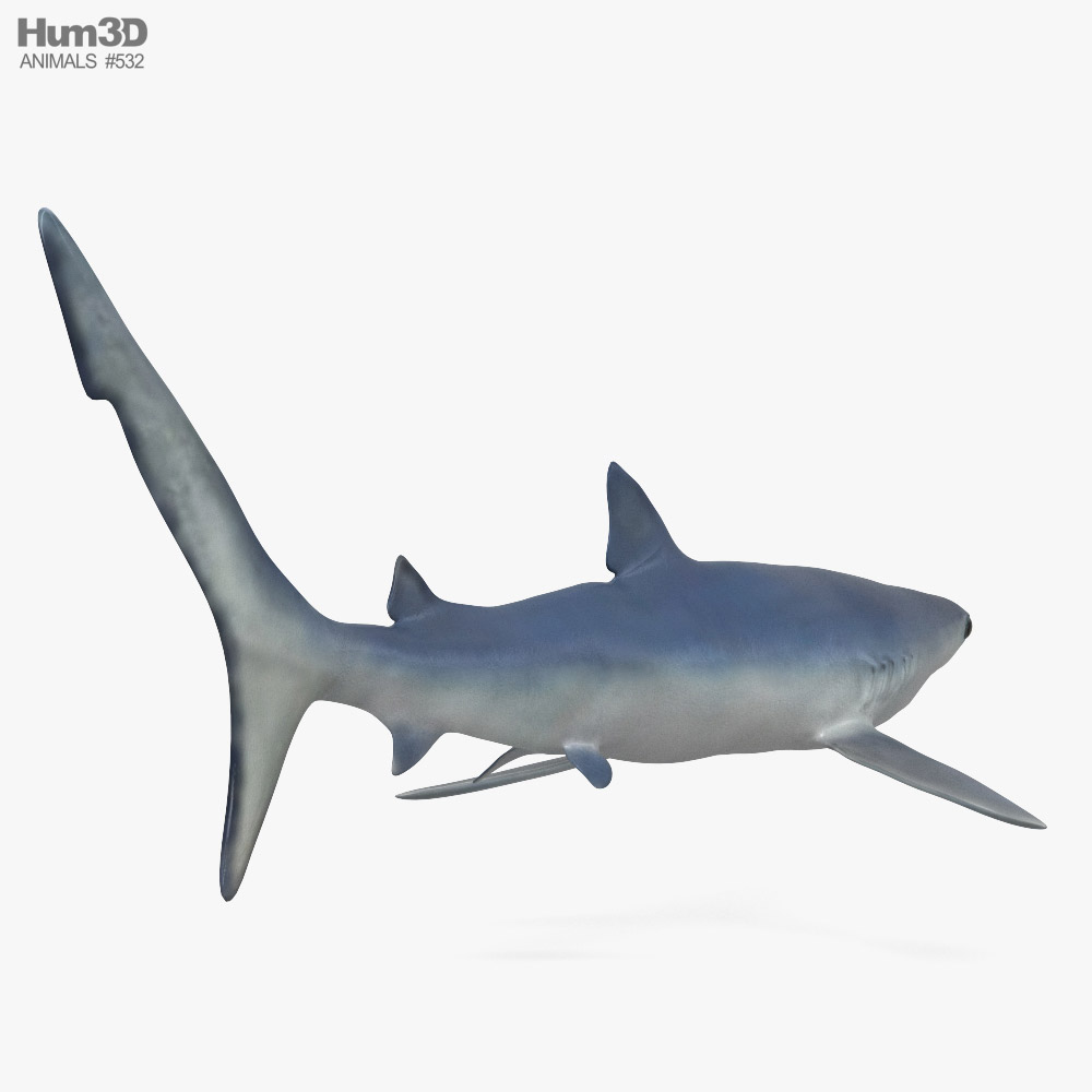 Blue Shark 3D model - Download Fish on 3DModels.org
