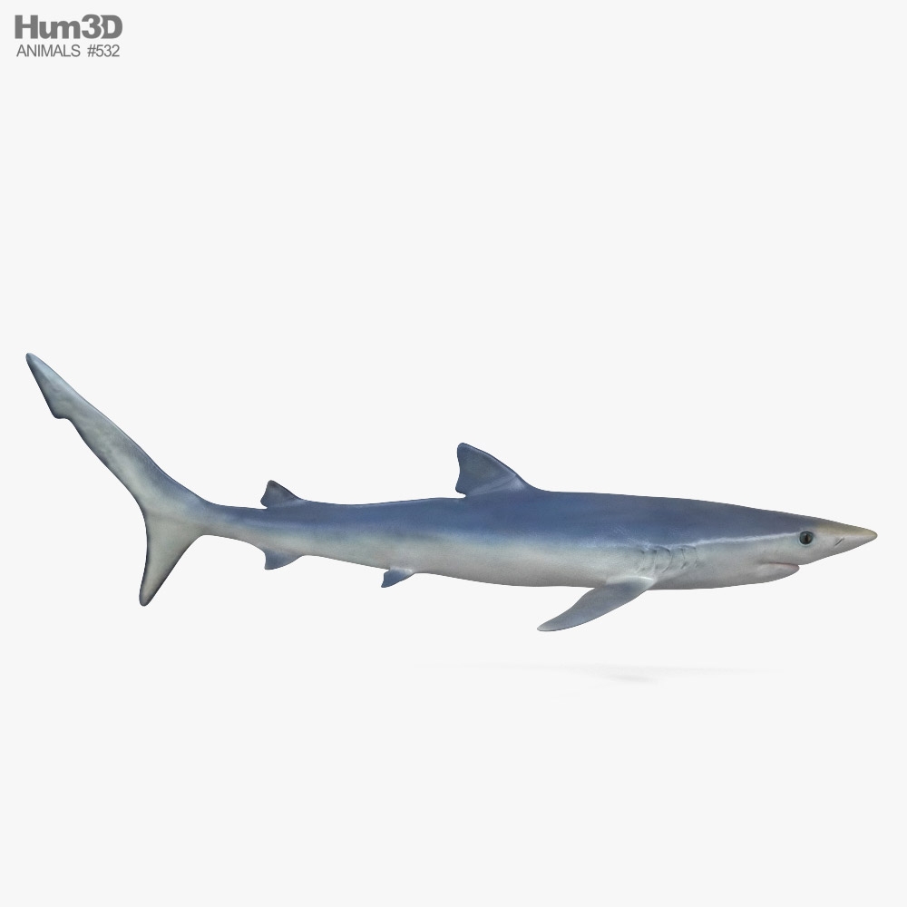 Blue Shark 3D model - Download Fish on 3DModels.org