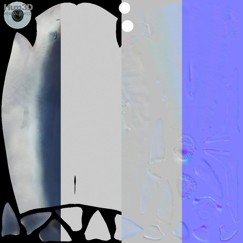 Blue Shark 3D model - Download Fish on 3DModels.org