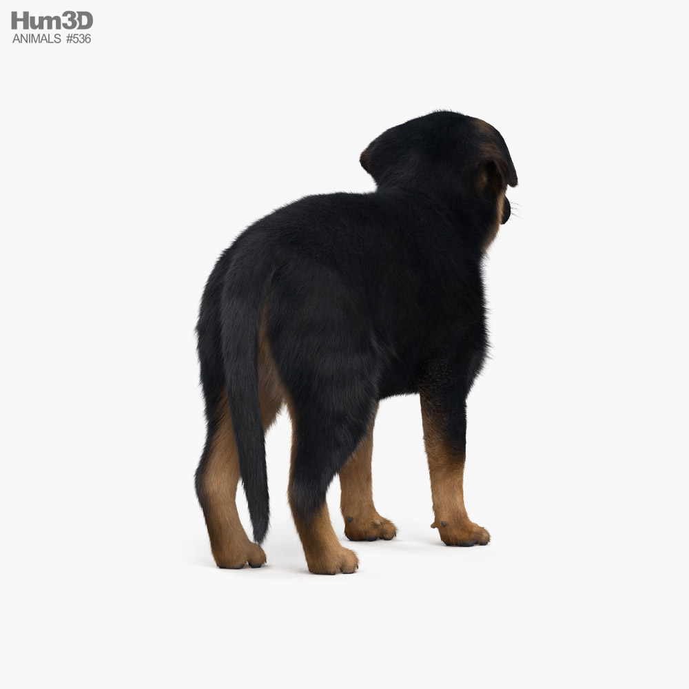 German Shepherd Puppy 3D model - Download Mammals on 3DModels.org