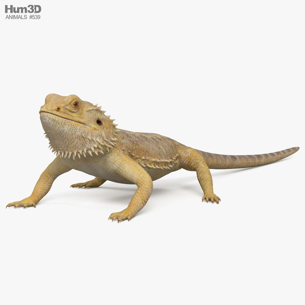 Bearded Dragon 3D model - Download Reptile on 3DModels.org
