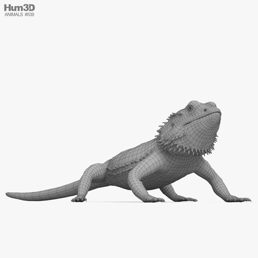 Bearded Dragon 3D model - Download Reptile on 3DModels.org