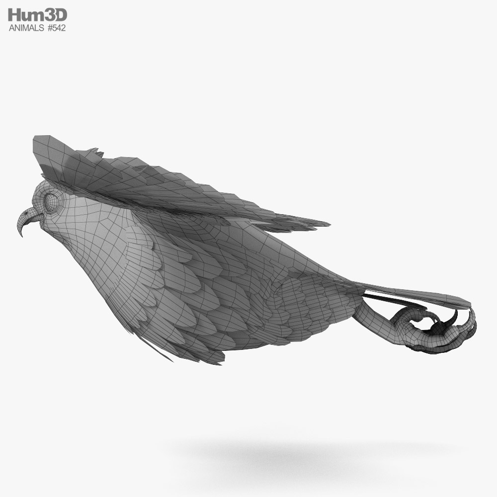 Eurasian Eagle-Owl Flying 3D model - Download Birds on 3DModels.org