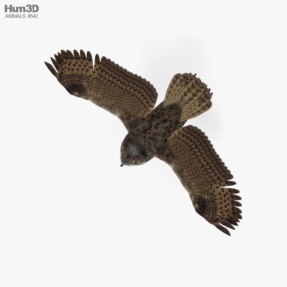 Eurasian Eagle-Owl Flying 3D model - Download Birds on 3DModels.org