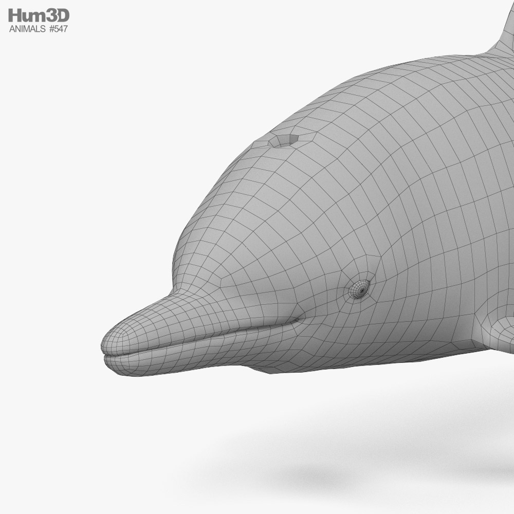 Delfín común oceánico Modelo 3D - Descargar Mamíferos marinos on ...