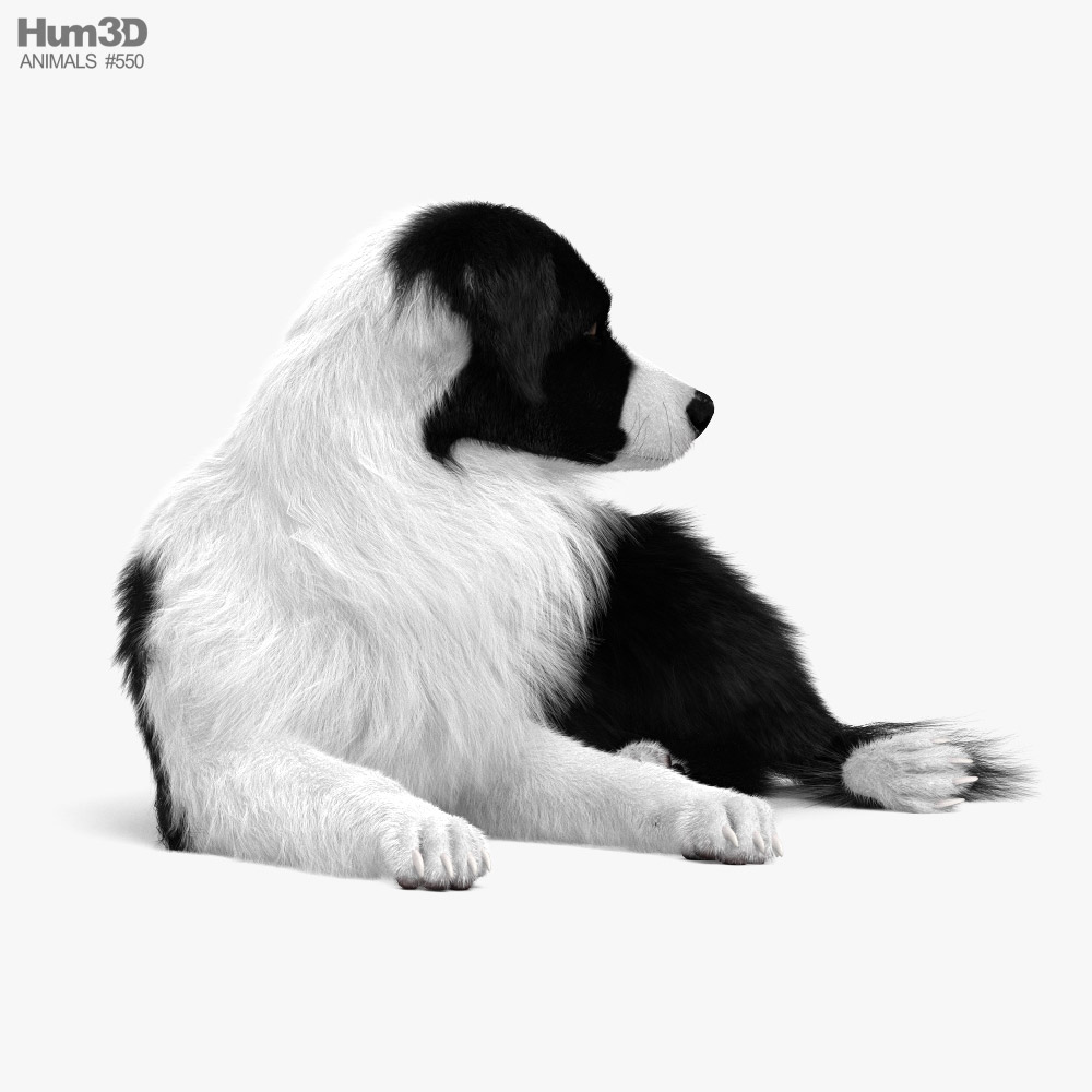 Lying Border Collie 3D model - Download Mammals on 3DModels.org