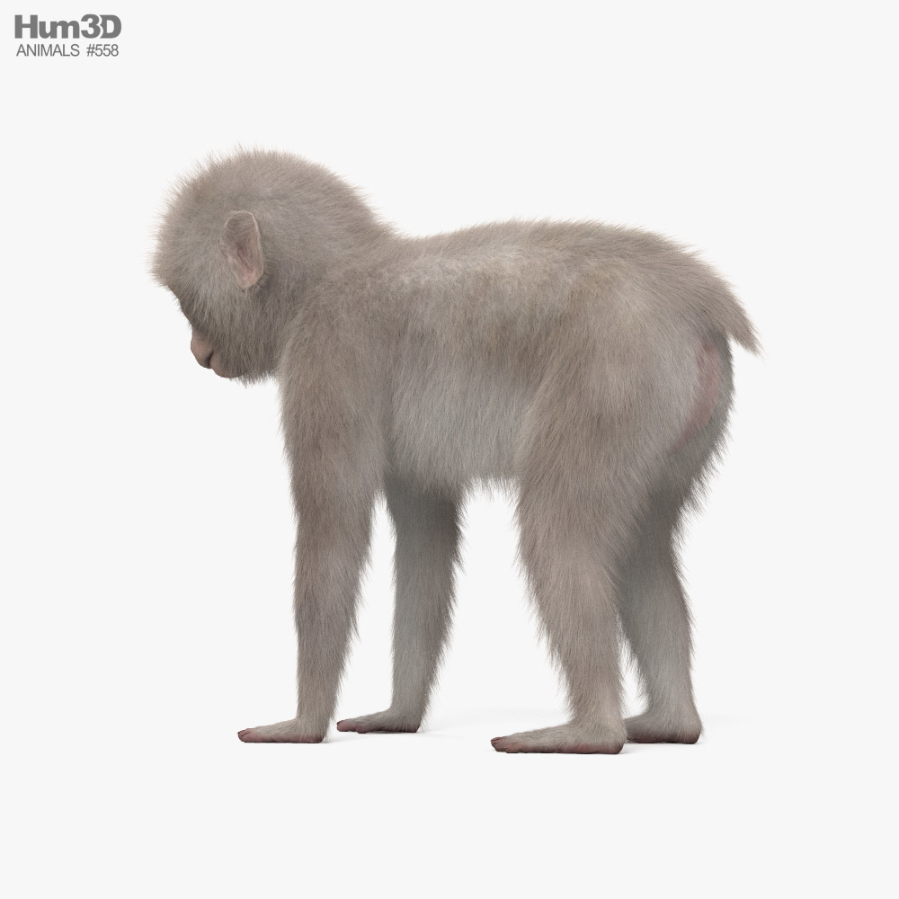 Animated Japanese Macaque Baby 3D model - Download Mammals on 3DModels.org