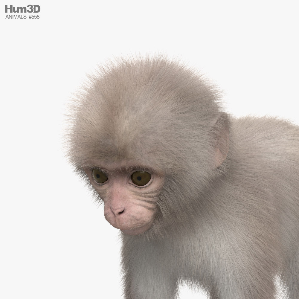 Animated Japanese Macaque Baby 3D model - Download Mammals on 3DModels.org