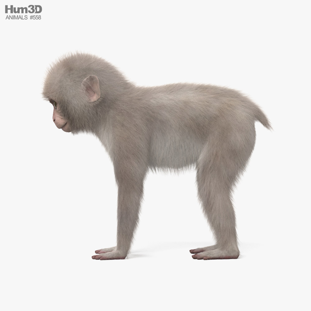Animated Japanese Macaque Baby 3D model - Download Mammals on 3DModels.org