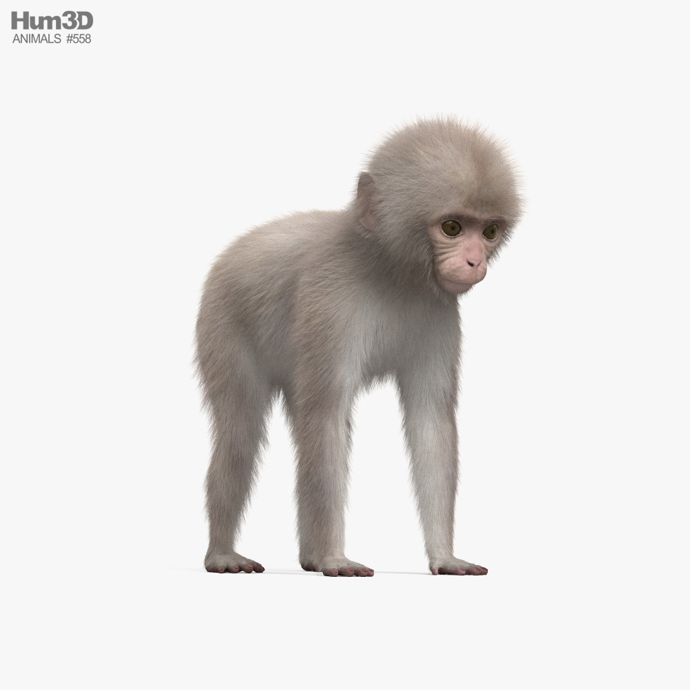 Animated Japanese Macaque Baby 3D model - Download Mammals on 3DModels.org