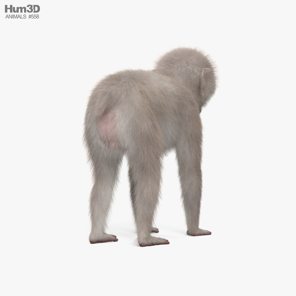 Animated Japanese Macaque Baby 3D model - Download Mammals on 3DModels.org