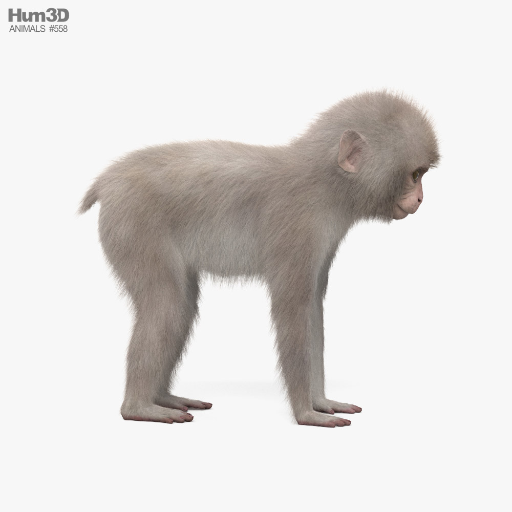 Animated Japanese Macaque Baby 3D model - Download Mammals on 3DModels.org