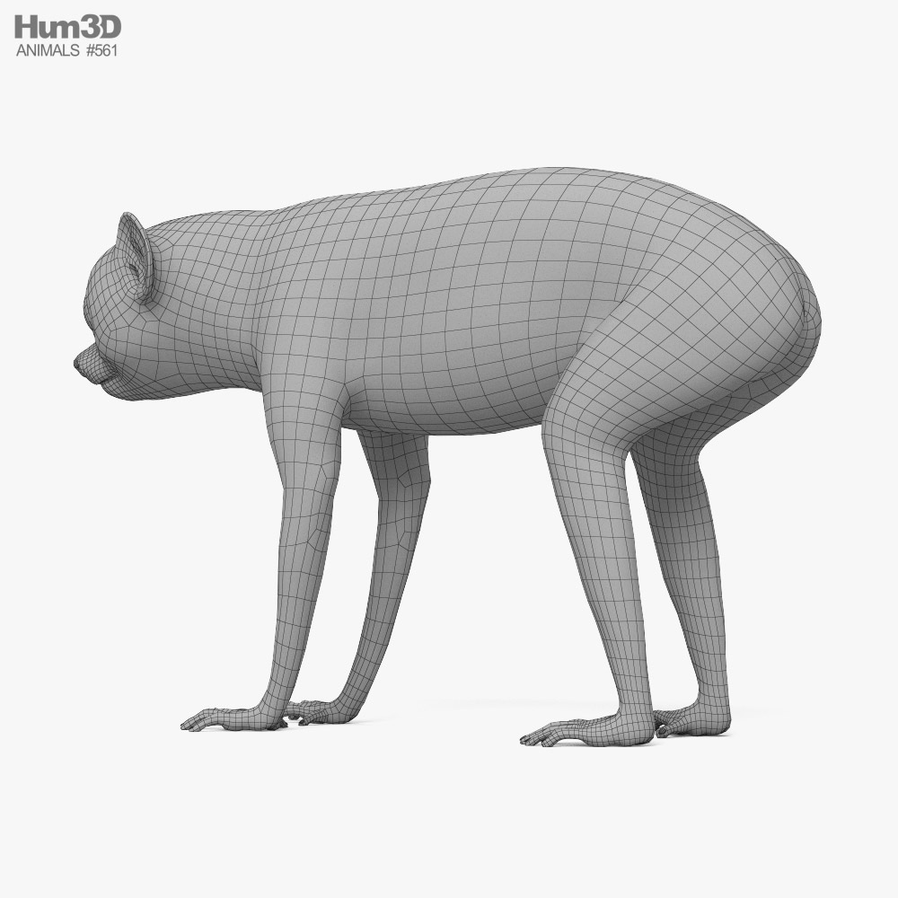 Red Slender Loris 3D model - Download Mammals on 3DModels.org