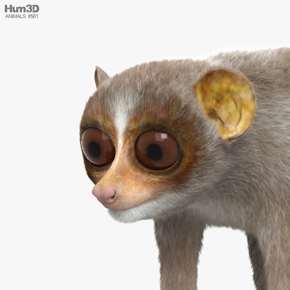 Red Slender Loris 3D model - Download Mammals on 3DModels.org