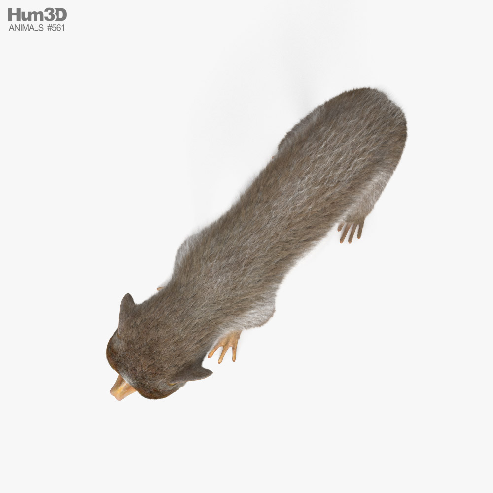 Red Slender Loris 3D model - Download Mammals on 3DModels.org