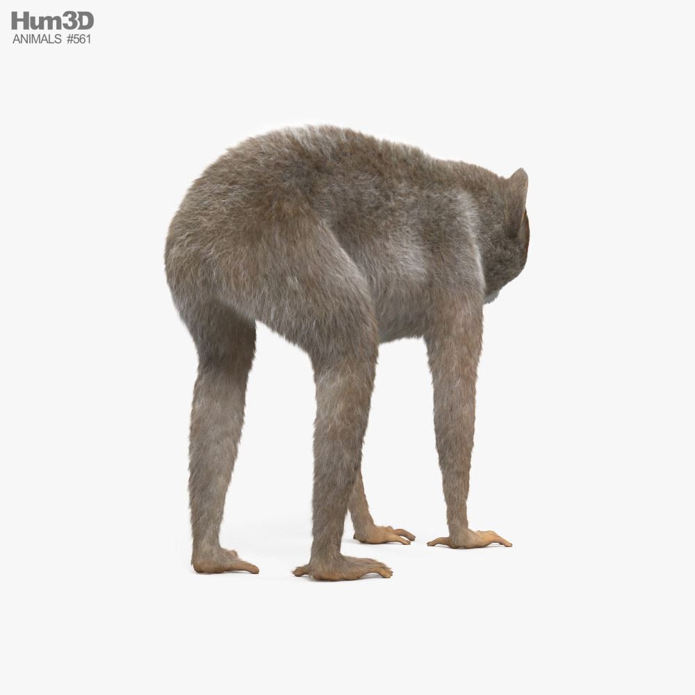 Red Slender Loris 3D model - Download Mammals on 3DModels.org