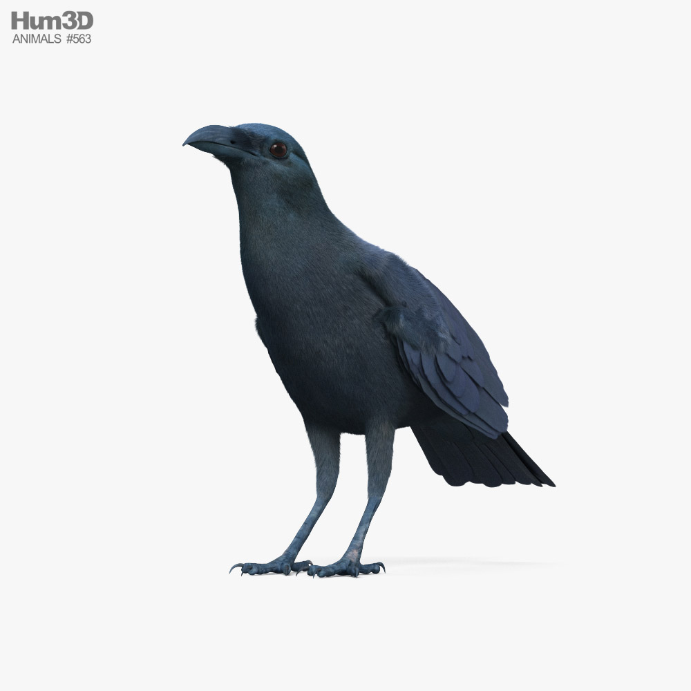 乌鸦 3D模型 - 下载 鸟 开启 3DModels.org