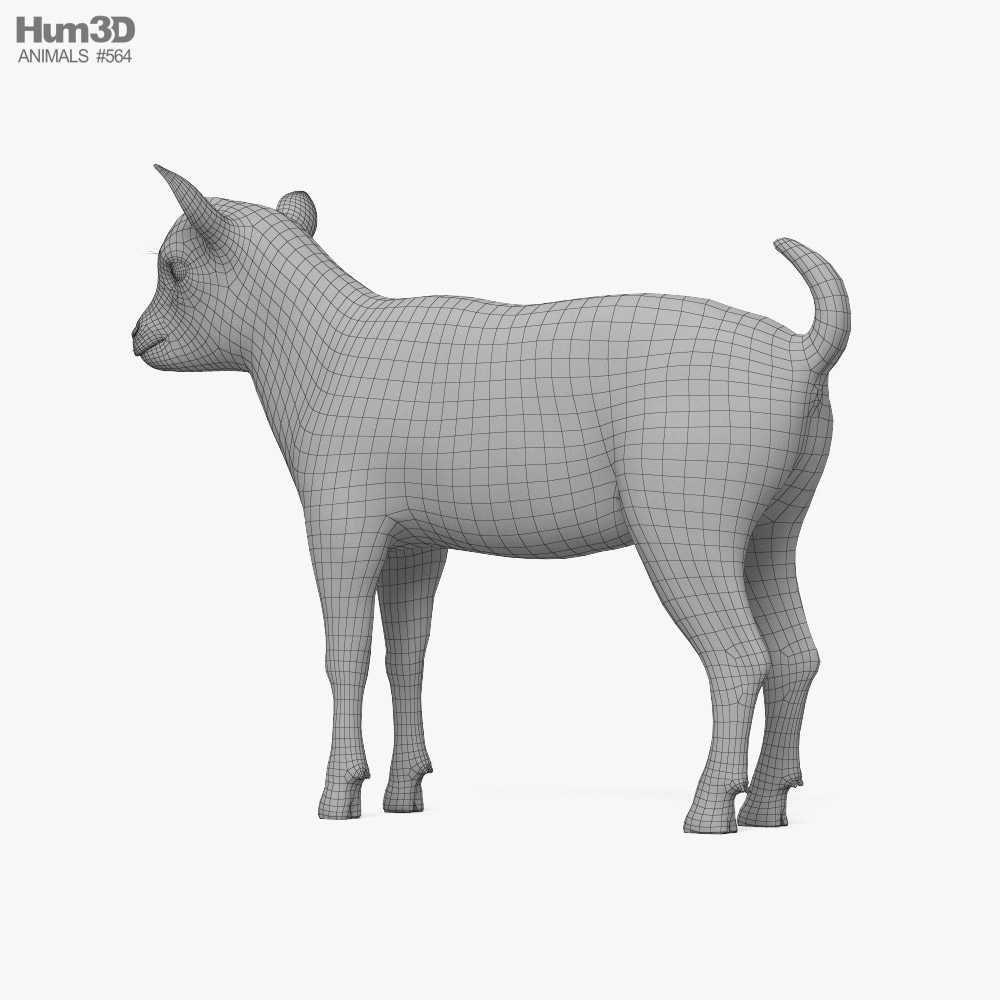 Goat Baby 3D model - Download Mammals on 3DModels.org