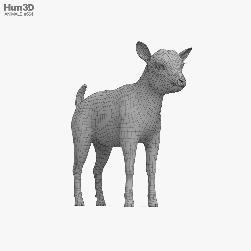 Goat Baby 3D model - Download Mammals on 3DModels.org