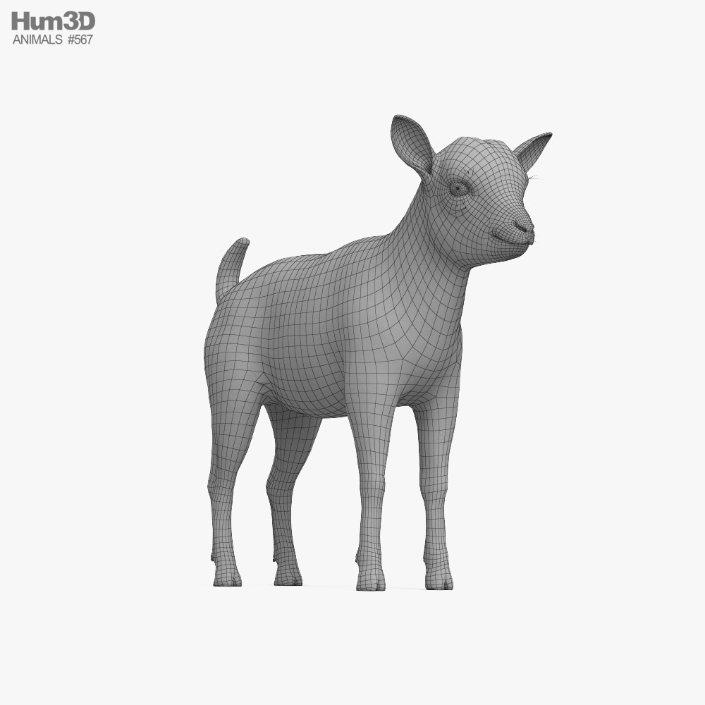 White Goat Baby 3D model - Download Mammals on 3DModels.org
