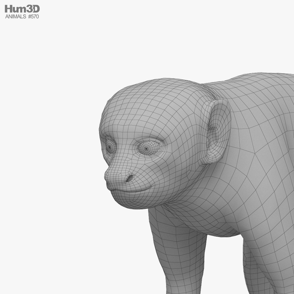 Golden Lion Tamarin 3D model - Download Mammals on 3DModels.org