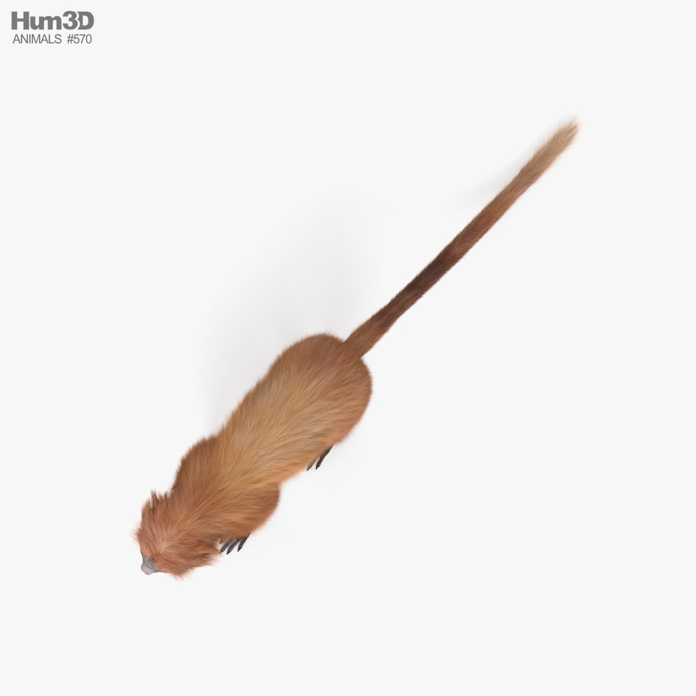 Golden Lion Tamarin 3D model - Download Mammals on 3DModels.org