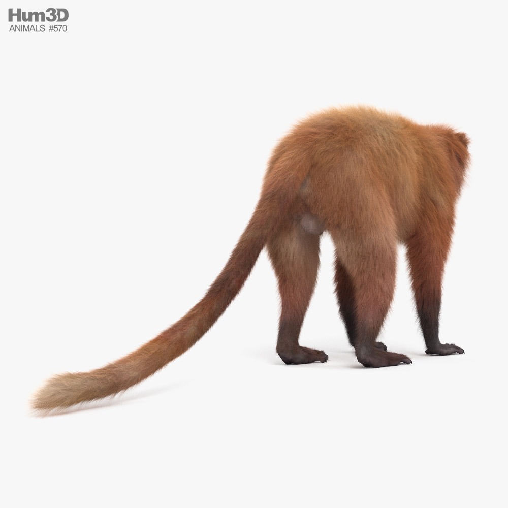 Golden Lion Tamarin 3D model - Download Mammals on 3DModels.org