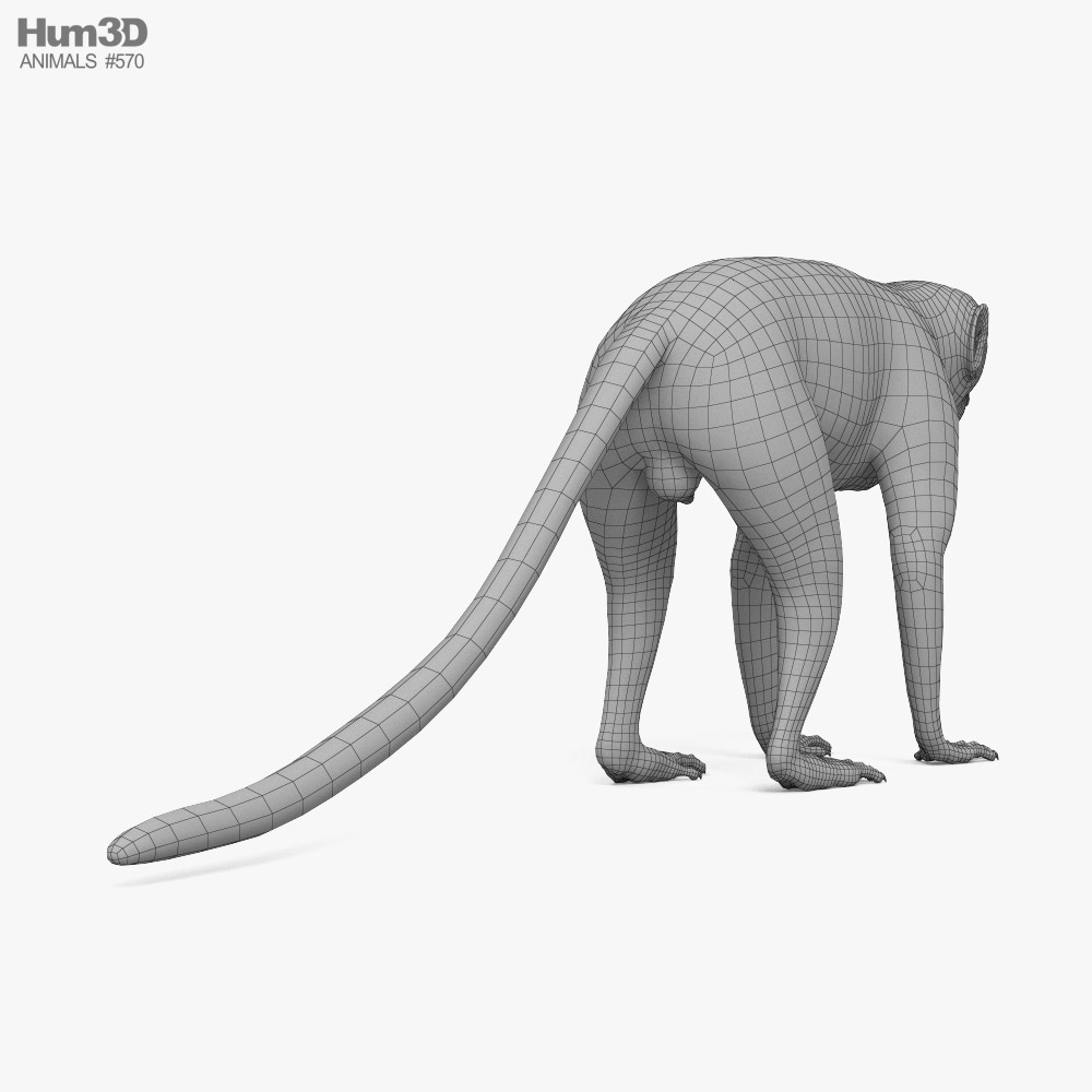 Golden Lion Tamarin 3D model - Download Mammals on 3DModels.org