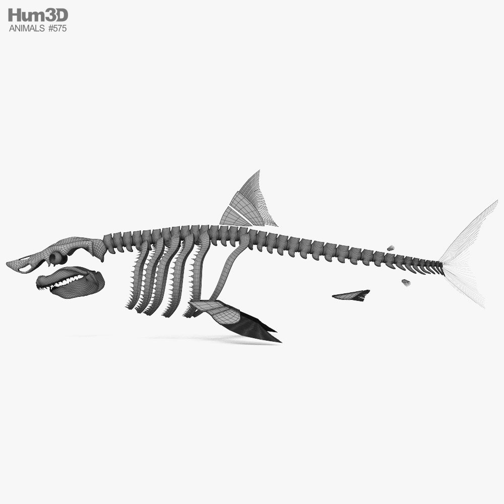 Shark Skeleton 3D model - Download Fish on 3DModels.org