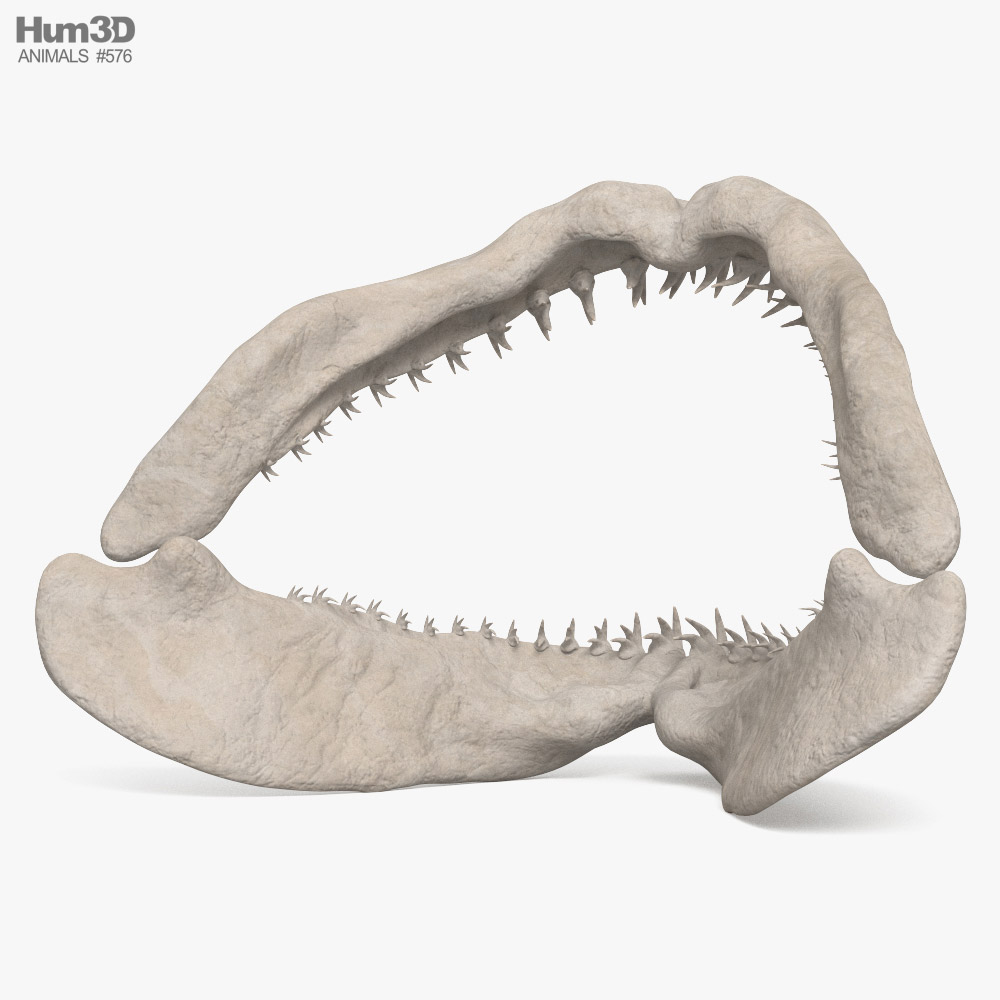 Shark Jaw 3D model - Download Fish on 3DModels.org