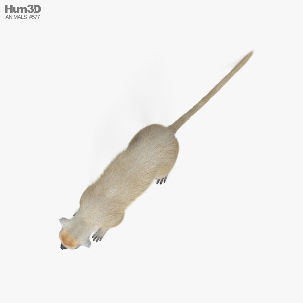 Sifaca de Tattersall Modelo 3D - Descargar Mammalia on 3DModels.org