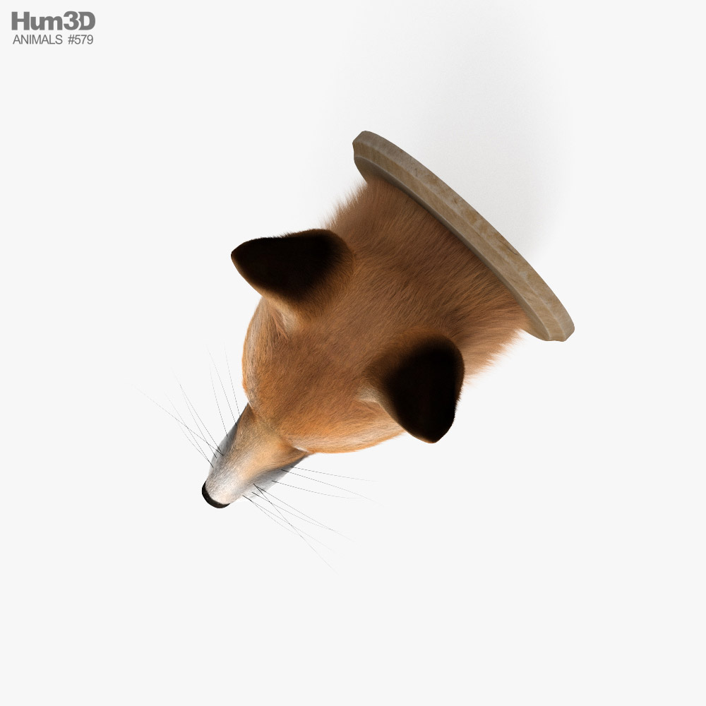 Fox Head 3D model - Download Mammals on 3DModels.org