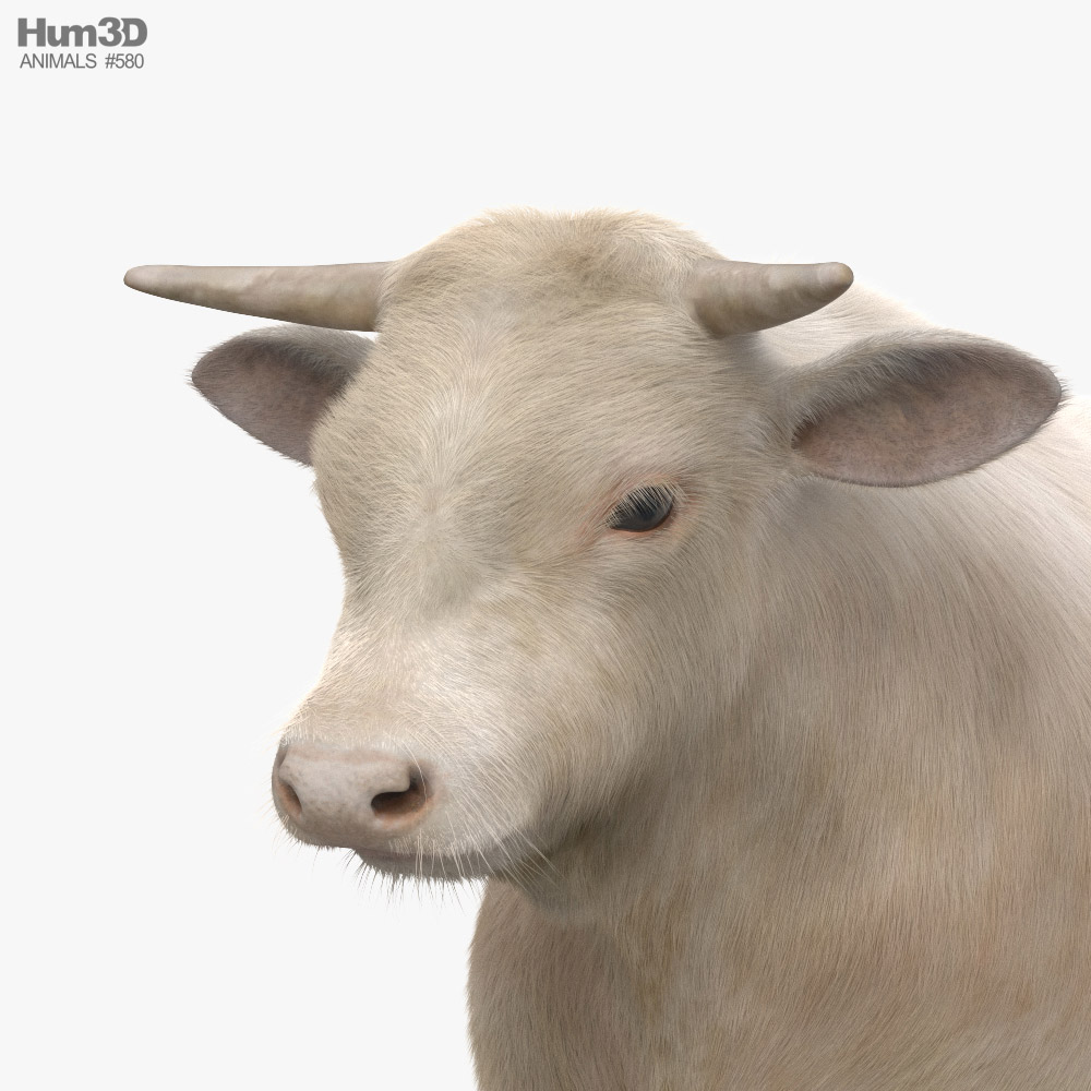 Charolais Cattle Bull 3D model - Download Mammals on 3DModels.org