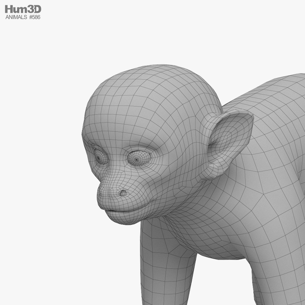 Squirrel Monkey 3D model - Download Mammals on 3DModels.org