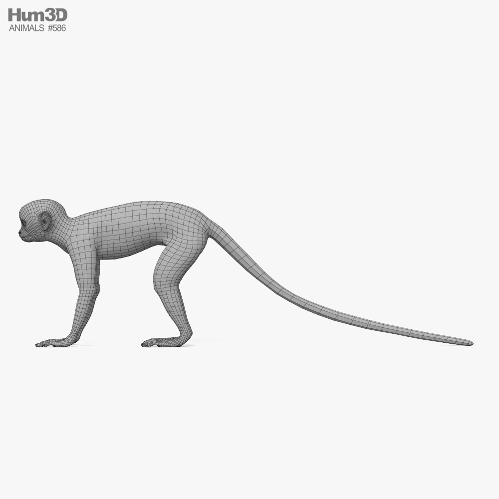 Squirrel Monkey 3D model - Download Mammals on 3DModels.org
