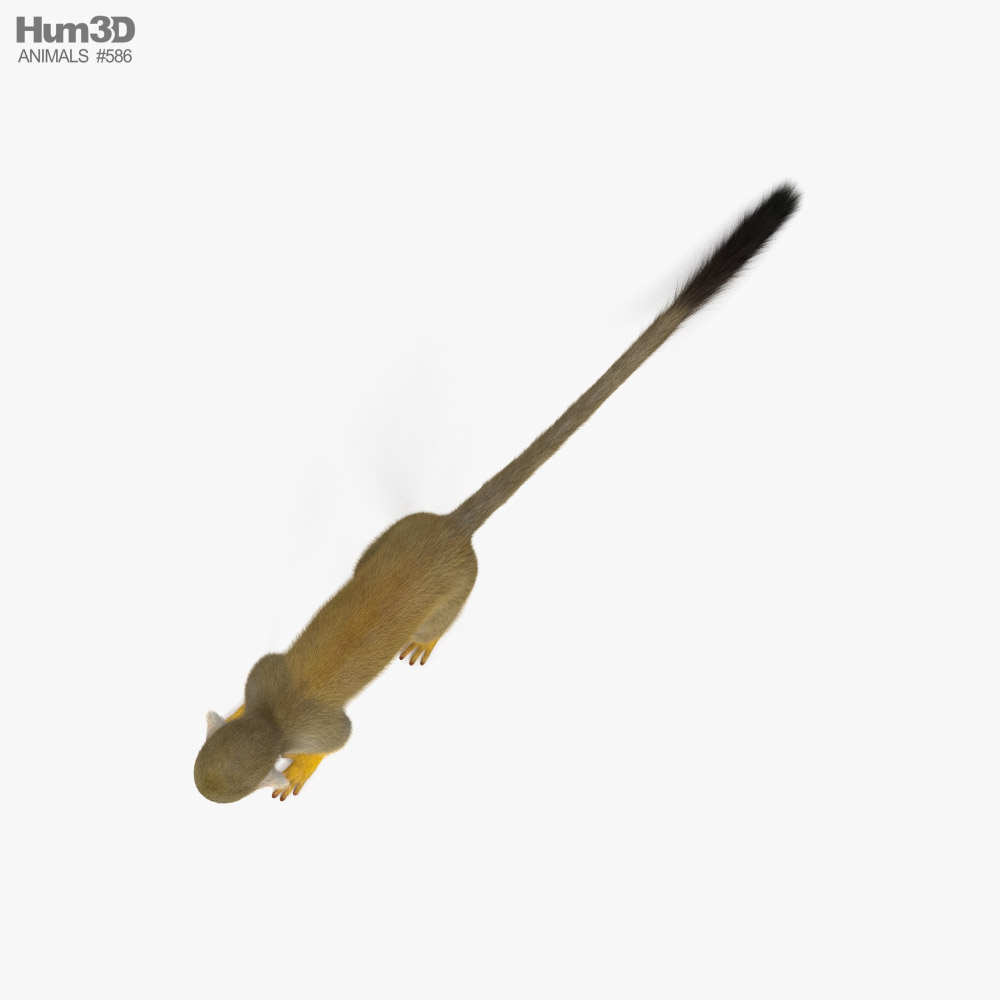 Squirrel Monkey 3D model - Download Mammals on 3DModels.org
