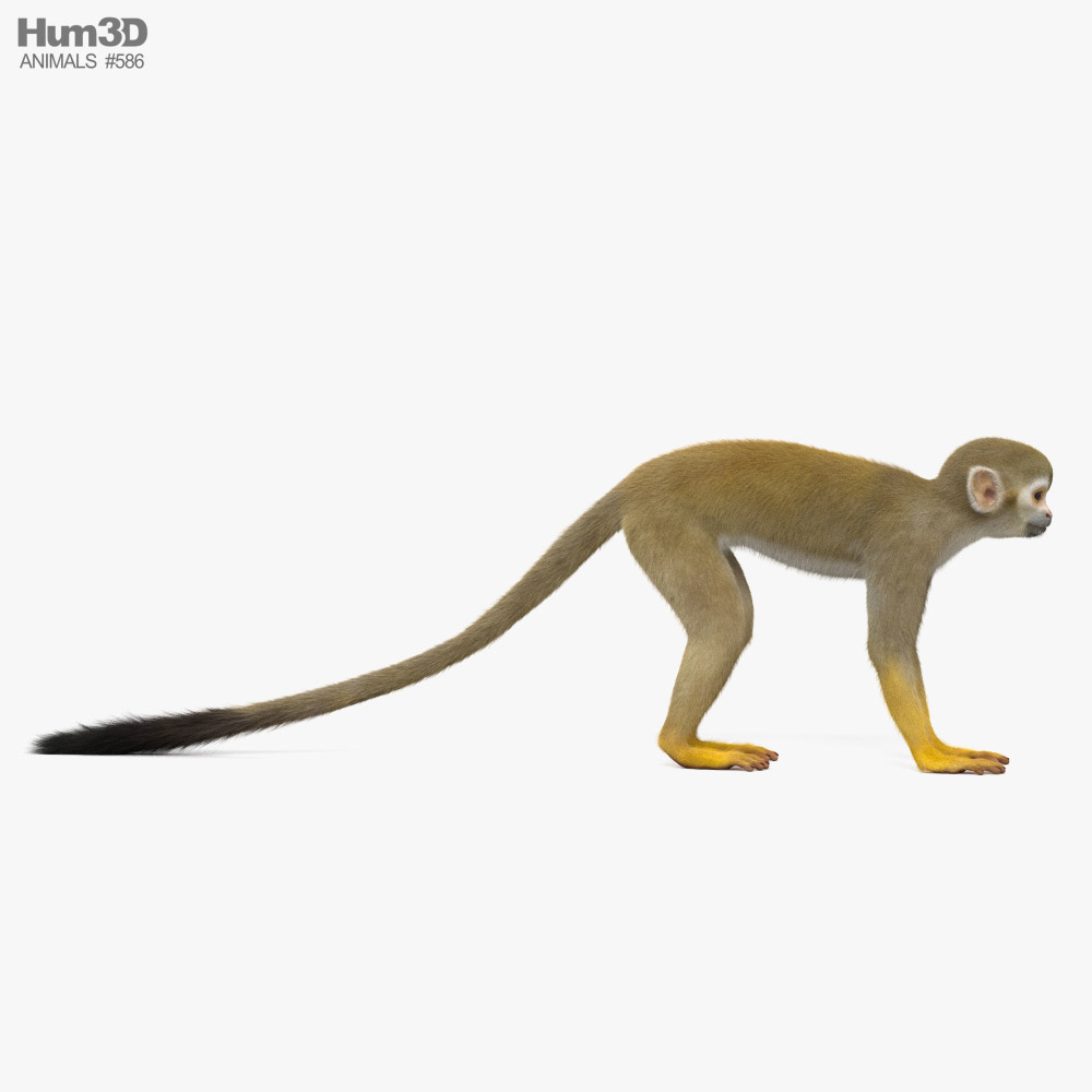 Squirrel Monkey 3D model - Download Mammals on 3DModels.org