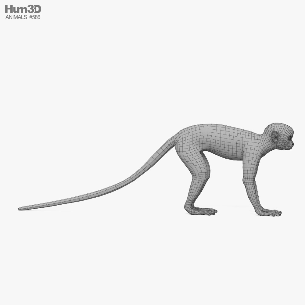 Squirrel Monkey 3D model - Download Mammals on 3DModels.org