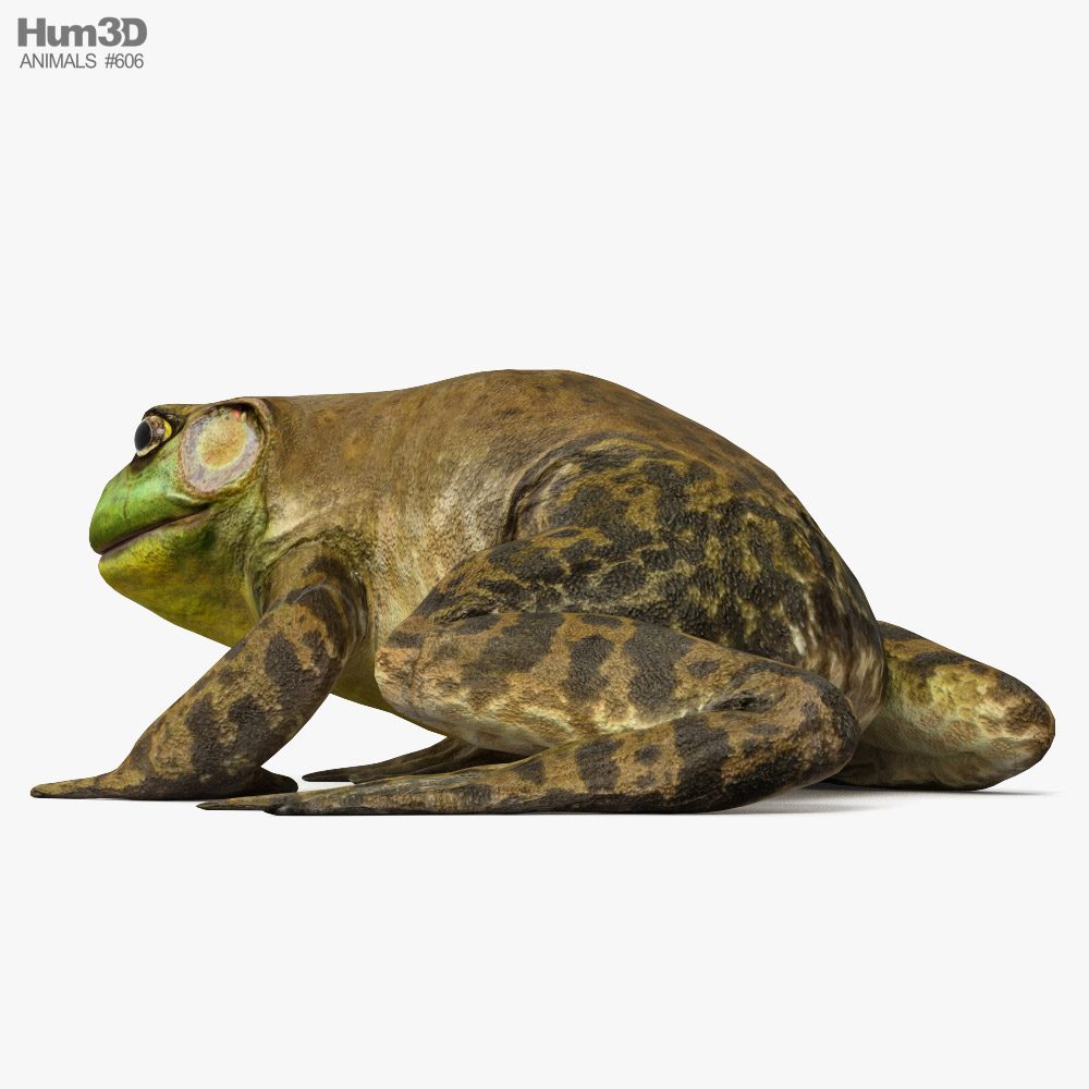 Bullfrog 3D 모델 - 다운로드 양서류 on 3DModels.org